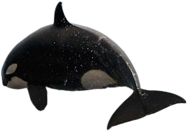 Orca Gif Transparent Background Clipart - Large Size Png Image - PikPng