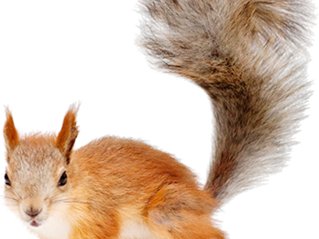 Transparent Gif On Natural Animals Clipart - Large Size Png Image - PikPng