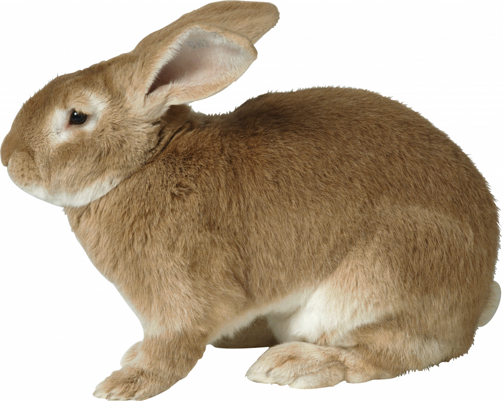Unconditional Picture Of Rabit Rabbit Png Images Free - Rabbit With ...