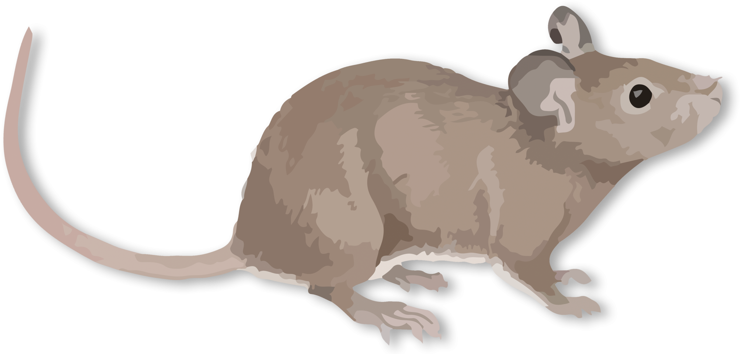 Rat , Png Download - Rat Clipart - Large Size Png Image - PikPng