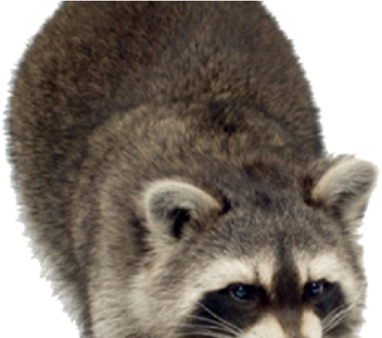 Nyu Stern Pick Six Examples Clipart - Large Size Png Image - PikPng