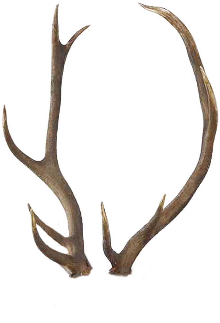 Horns Png Clipart - Large Size Png Image - PikPng
