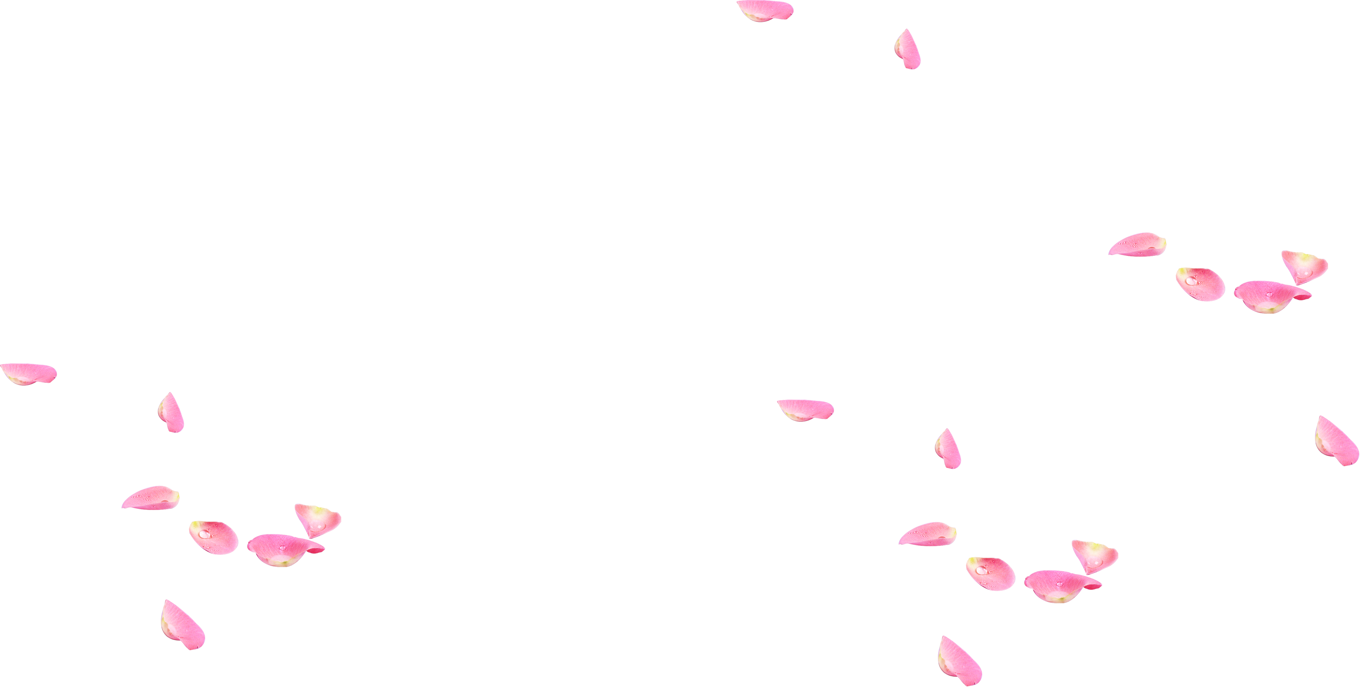 Falling Transparent Petals - 花瓣 飘落 Clipart - Large Size Png Image - PikPng