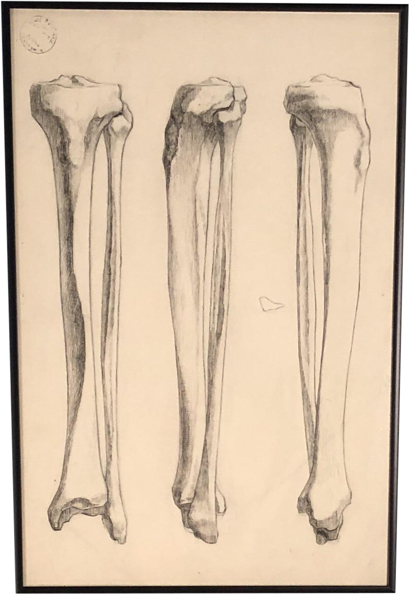 Bones Drawing Detailed - Sketch Clipart - Large Size Png Image - PikPng