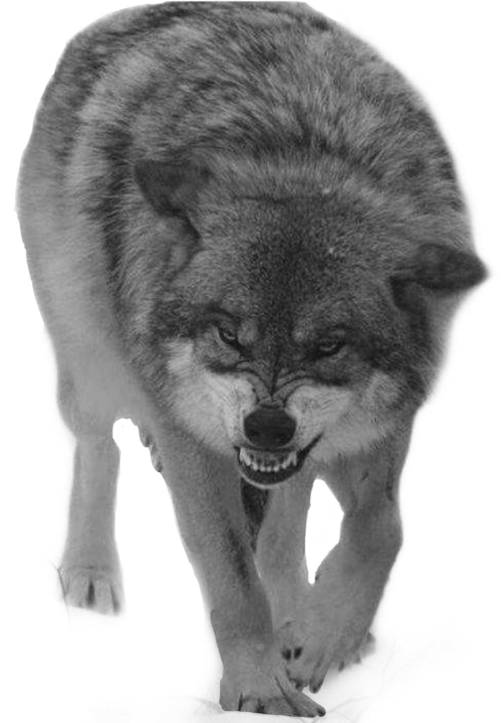 Report Abuse - Full Body Snarling Wolf Clipart - Large Size Png Image ...