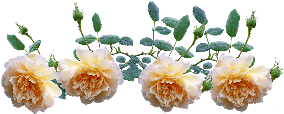 Roses, Yellow, Climbing, Plant, Garden - Transparent Climbing Roses ...