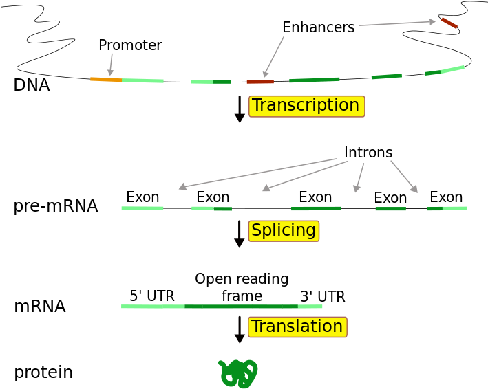 Download Difference Between Coding And Noncoding Dna Functional Structure Of A Gene Clipart