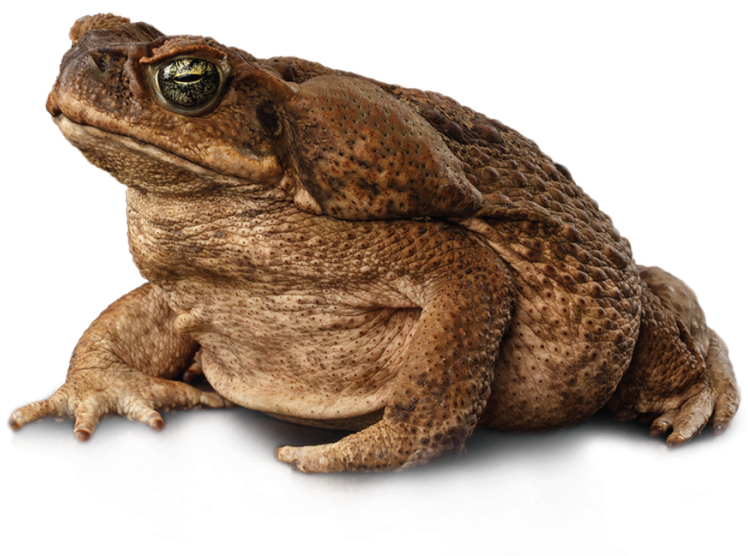 Cane Toad - Eastern Spadefoot Clipart - Large Size Png Image - PikPng