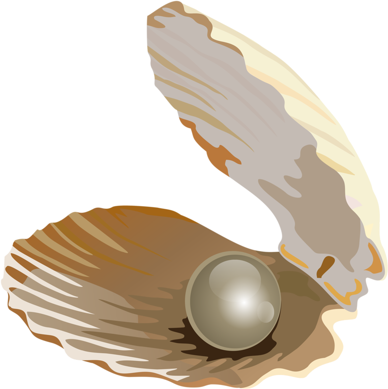 Pearl Shell Png - Illustration Clipart - Large Size Png Image - PikPng