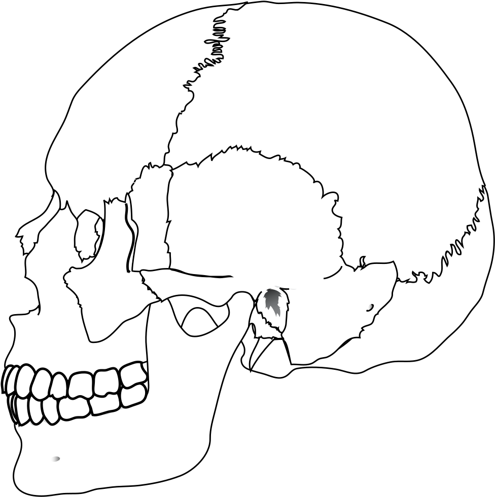 Human Skull Nocolors - Line Art Clipart - Large Size Png Image - PikPng