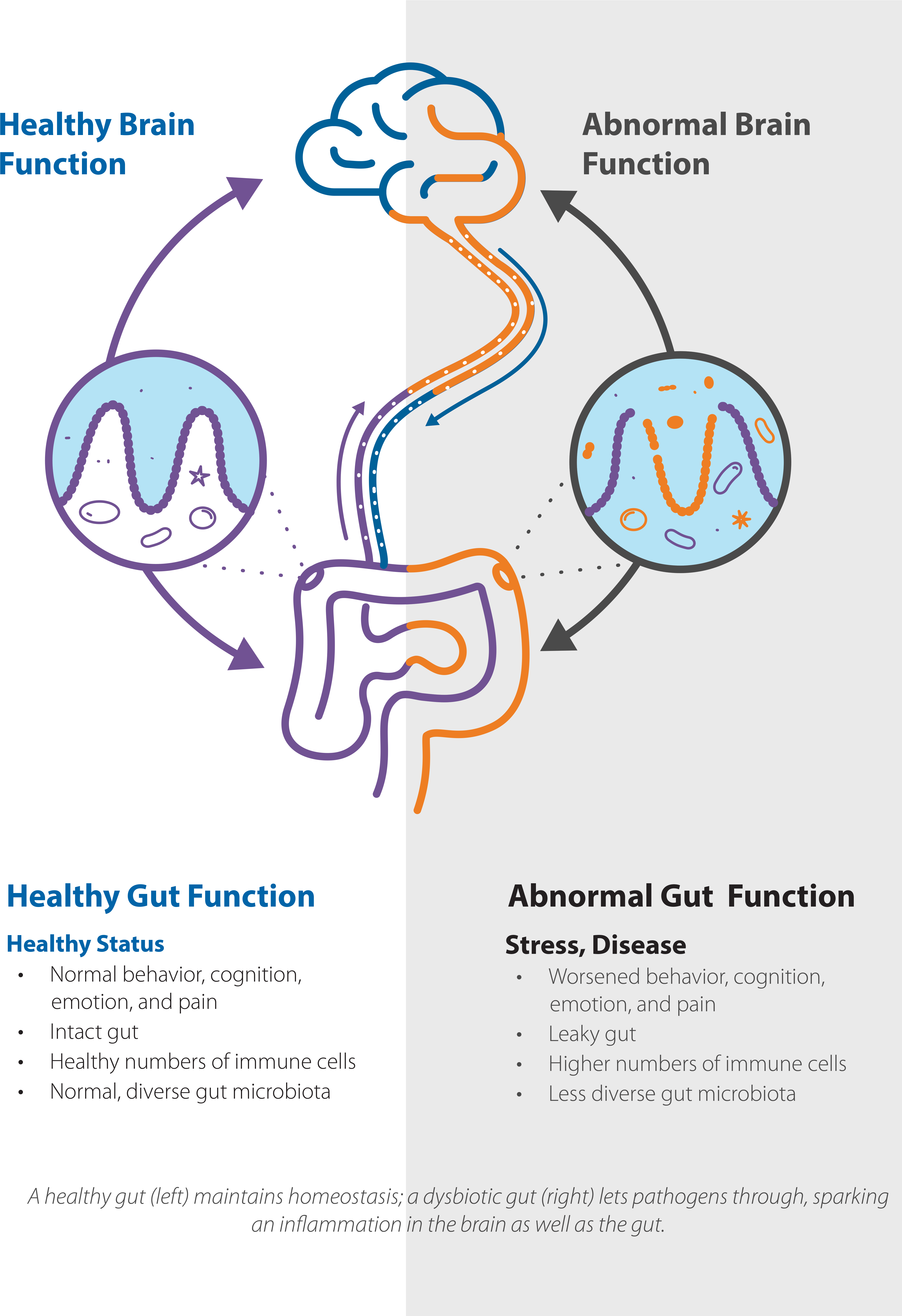Brain Gut Graphic 2 1 Feedback - Psychobiotics Clipart - Large Size Png ...