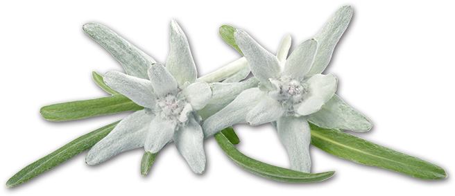 Edelweiss Png - Edelweiss Clipart - Large Size Png Image - PikPng