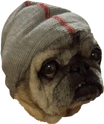 Head Cutout - Pug Head Transparent Background Clipart - Large Size Png ...