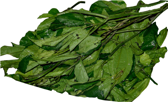 Download Com/product/pumpkin Leaves Ugu/ - Ugu Leaves Clipart Png ...