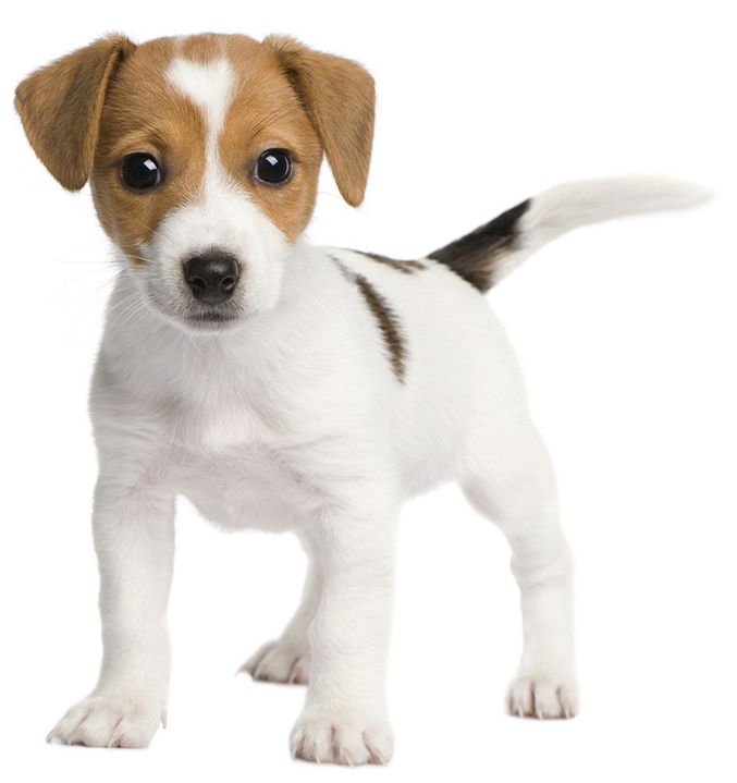 Jack Russell Bull Terriers , Png Download - Transparent Little Dog Png ...