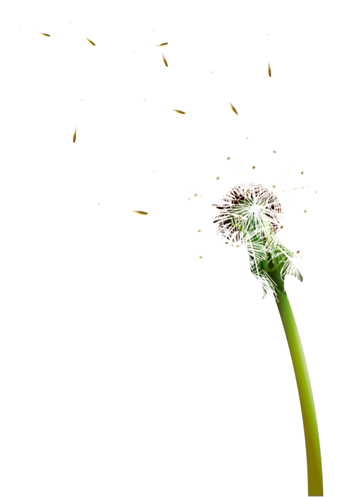 Dandelion Transparent Realistic - Dandelion Clipart - Large Size Png ...