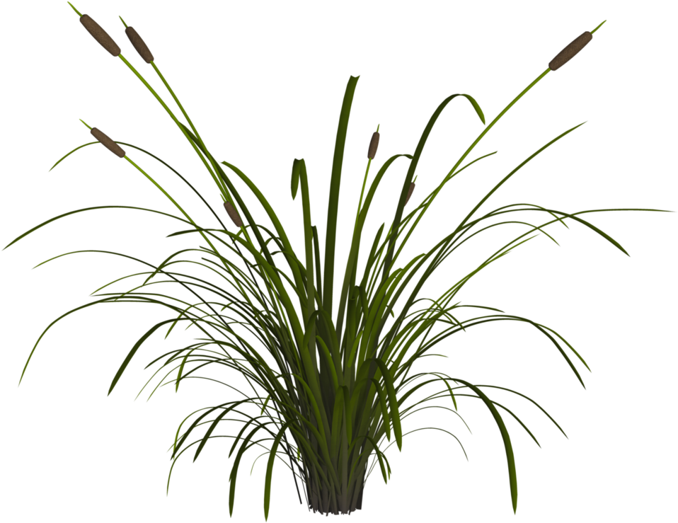 Download Reed Png - Reed Plant Png Clipart Png Download - PikPng