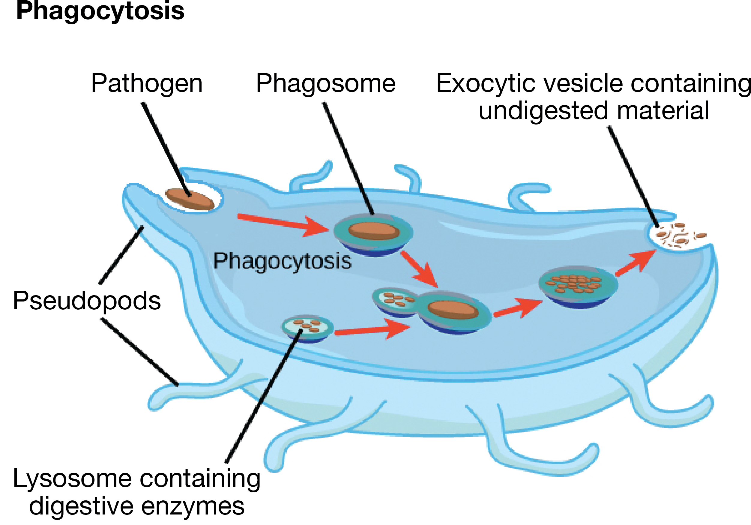 Download Diagram Of Phagocytosis, In Which The Phagosome Generated ...