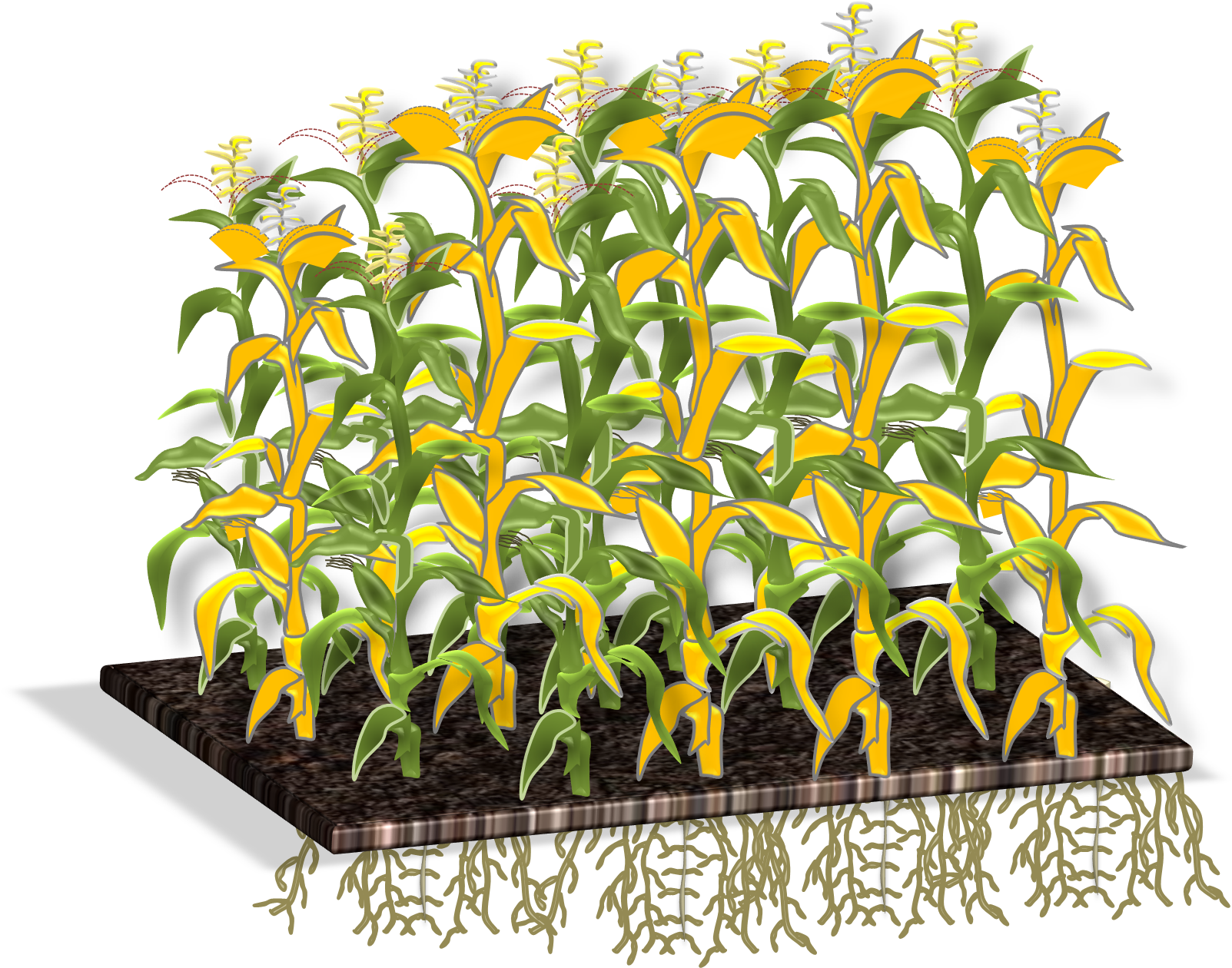 Diseased Plant - Sunflower Clipart - Large Size Png Image - PikPng