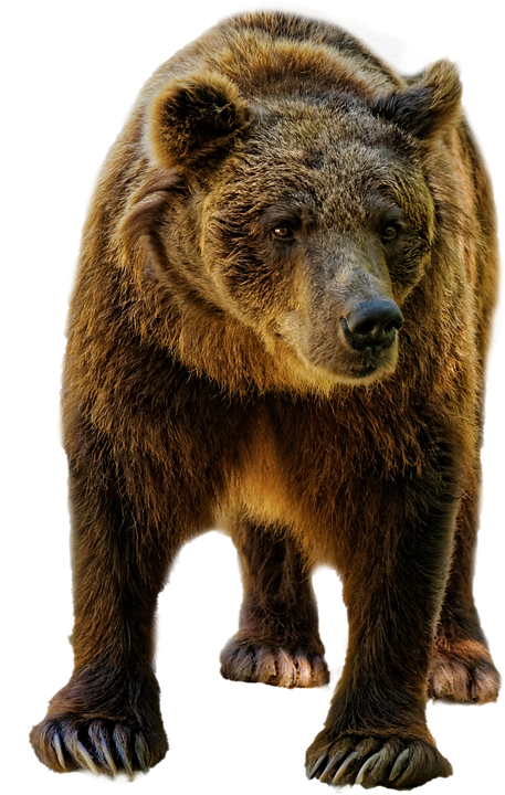 Urso, Brown, Selvagem, Vida Selvagem, Animal, Mamífero - Bear Clipart ...
