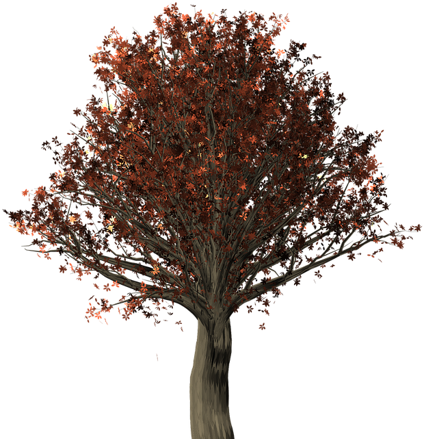 Northern Red Oak Png Clipart - Large Size Png Image - PikPng