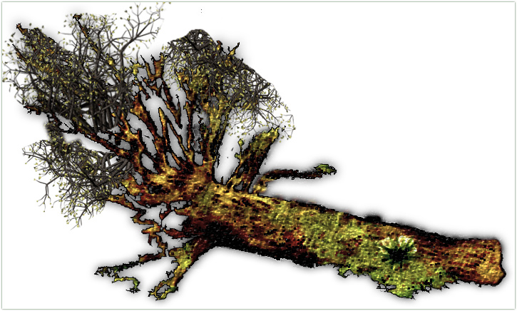 Cff Fallen Tree Jrl - Fallen Tree Png Clipart - Large Size Png Image ...