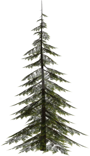 Conifer Png - Christmas Tree Clipart - Large Size Png Image - PikPng