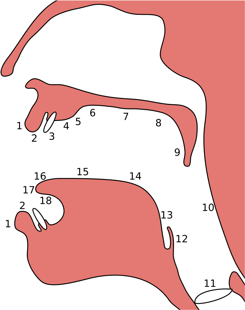 Places Of Articulation - Place Of Articulation Clipart - Large Size Png ...