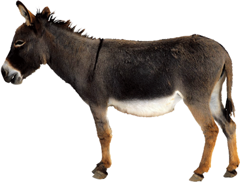 Donkey - Burro Png Clipart - Large Size Png Image - PikPng