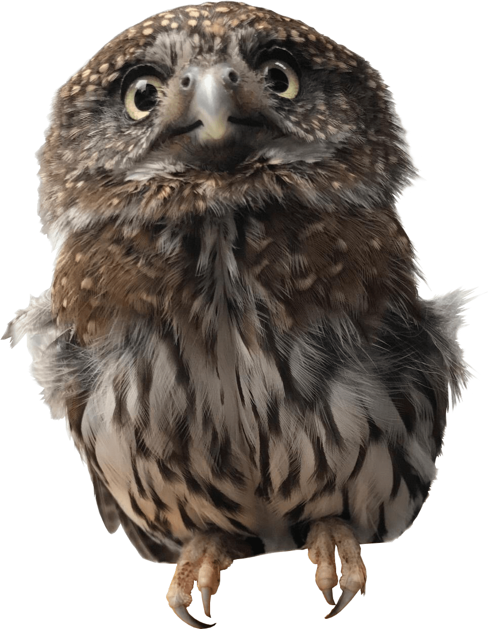 Pygmy Owl - Alaska Raptor Center Clipart - Large Size Png Image - PikPng