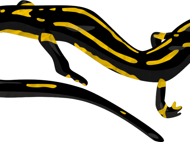 Newt Clipart Transparent - Transparency - Png Download - Large Size Png ...