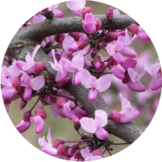 Chinese Redbud Clipart - Large Size Png Image - PikPng