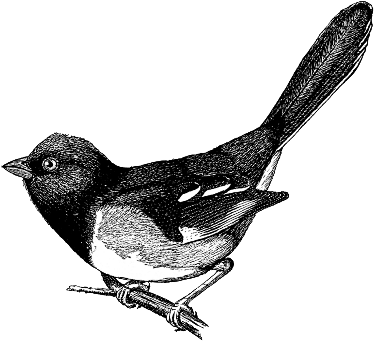 Free Vintage Digital Stamps** - Free Vintage Bird Clip Art - Png ...