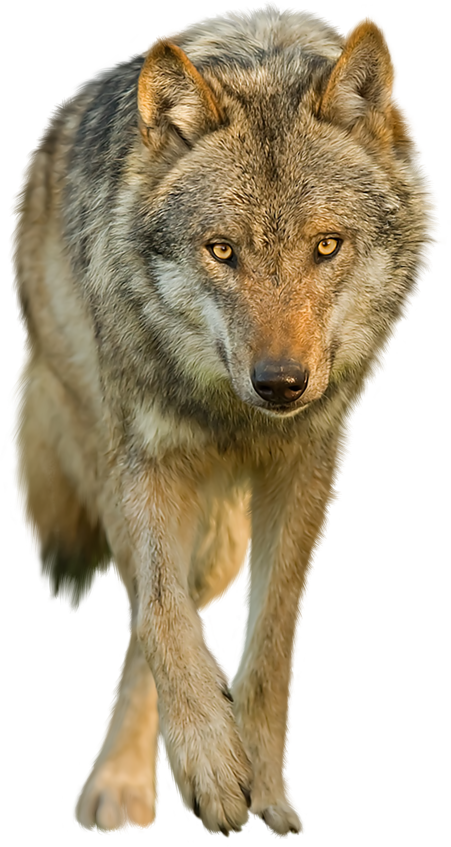 Wolves With Transparent Backgrounds - Transparent Background Wolves Png ...