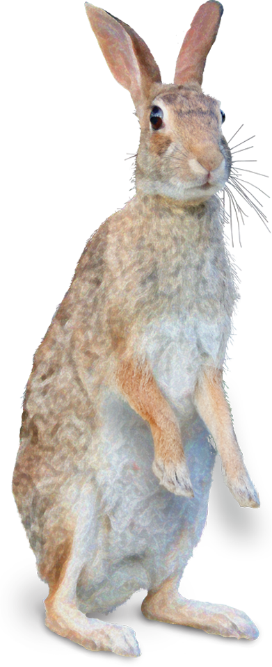 Png Wild Rabbit Transparent Clipart - Large Size Png Image - PikPng