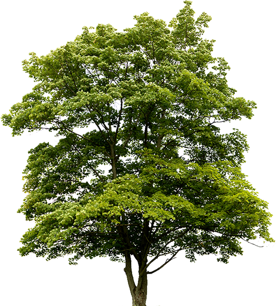 Australian Tree Png - Pine Tree Clipart - Large Size Png Image - PikPng