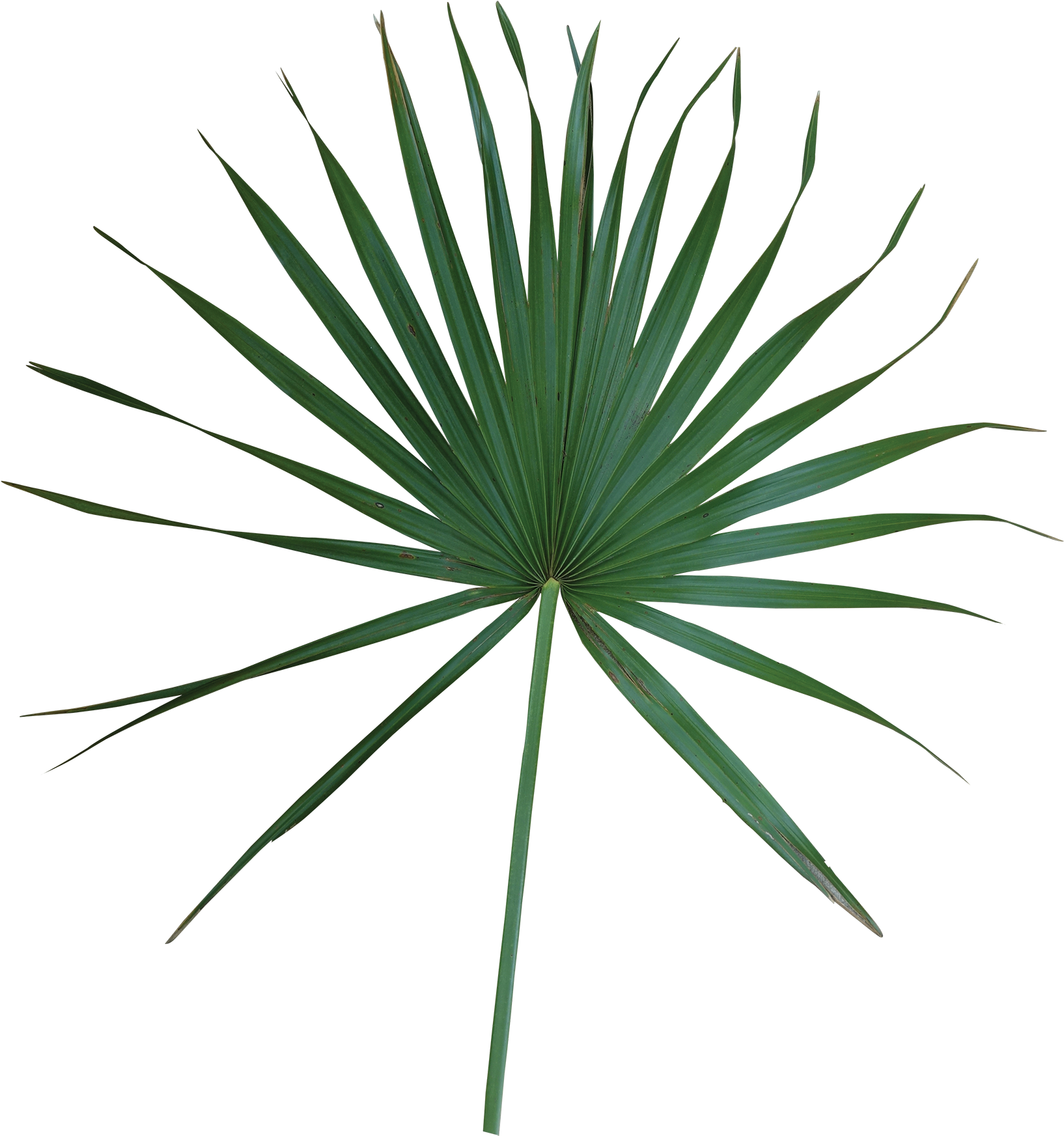 Simple - Sabal Minor Leaf Clipart - Large Size Png Image - PikPng