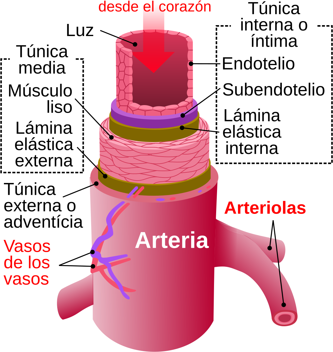 Arteries Diagram Clipart Large Size Png Image PikPng