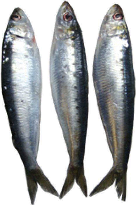 Sardine Small Per Kg - Sardines Fish Png Clipart - Large Size Png Image ...