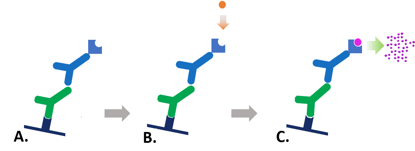 Secondary Antibody Fluorophore Clipart - Large Size Png Image - PikPng
