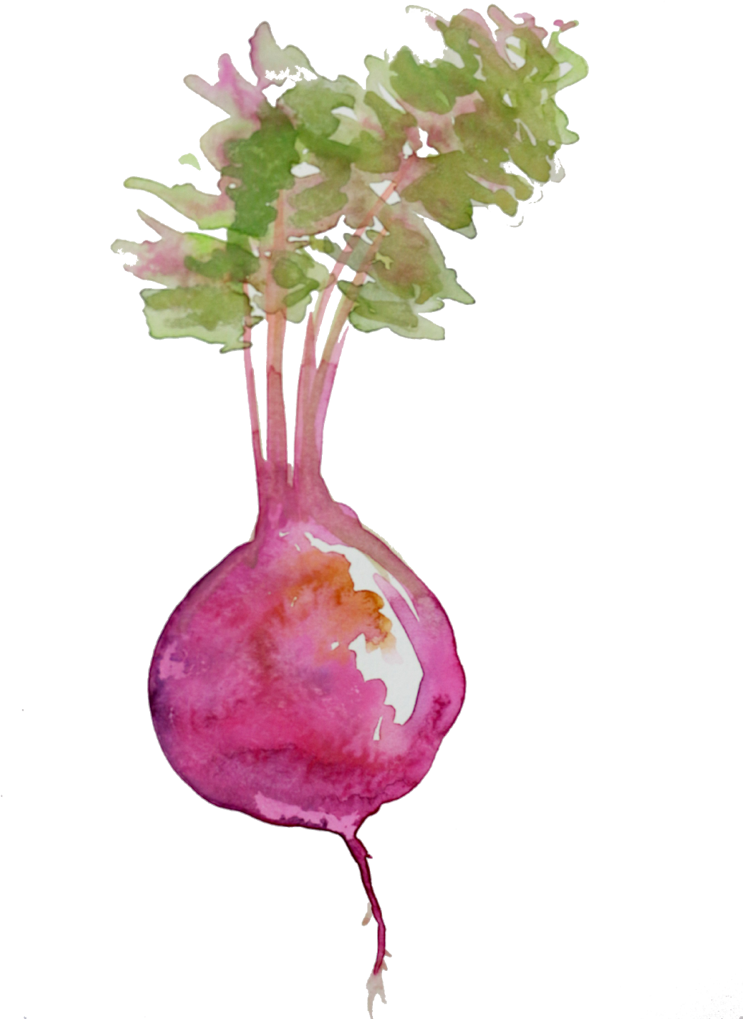 Beetroot Watercolor Painting - Beet Watercolor Clipart - Large Size Png ...