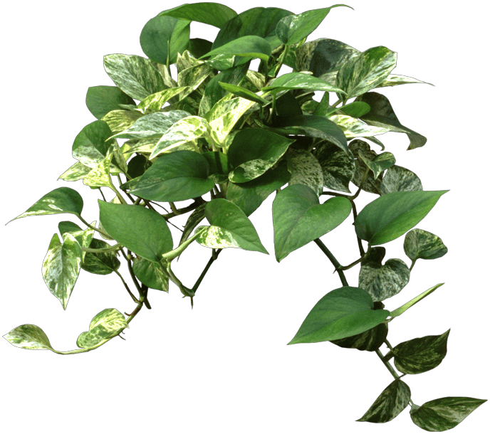 Download Pothos Plants - Tree Clipart Png Download - PikPng
