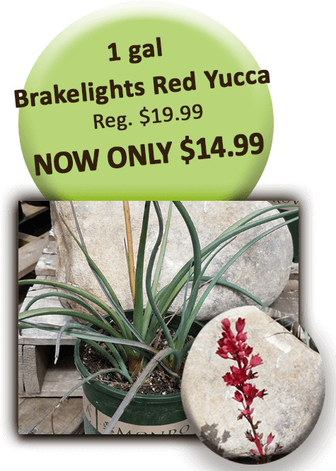 1 Gal Brakelights Red Yucca - Signage Clipart - Large Size Png Image ...