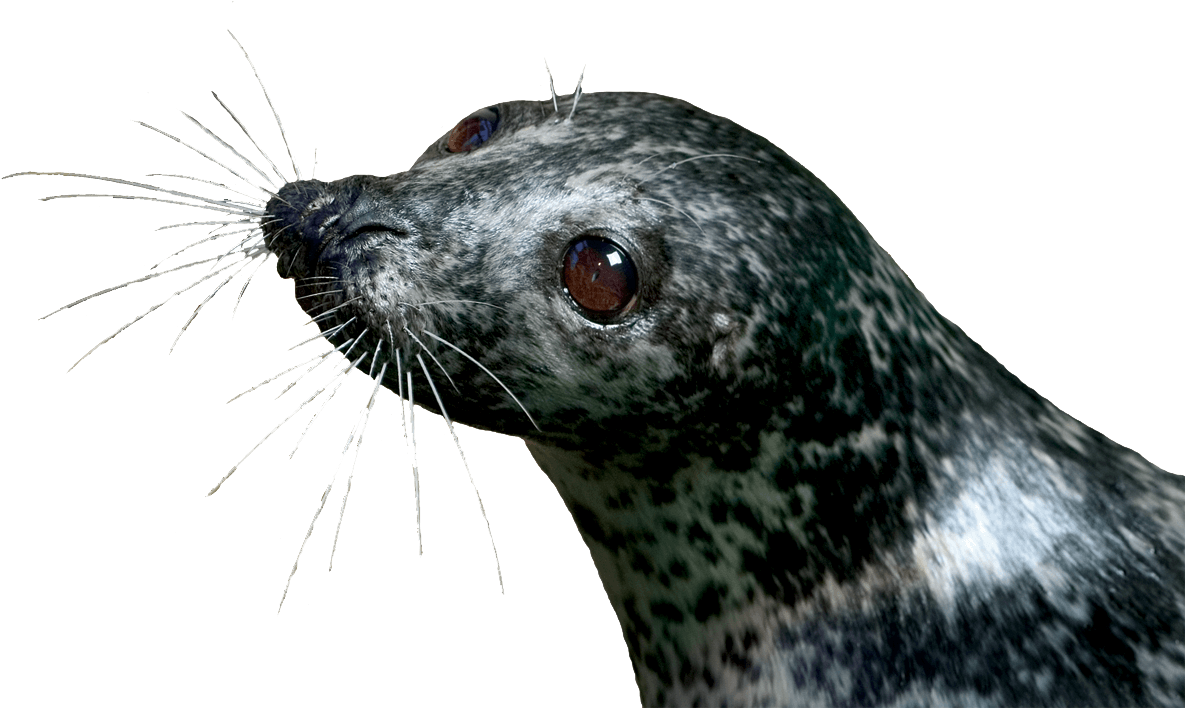 Seal Png Clipart - Large Size Png Image - PikPng