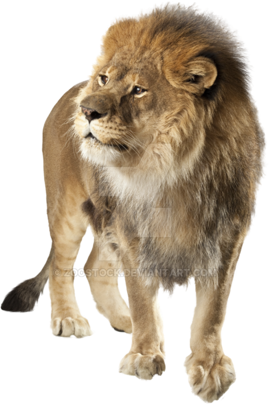Angry Lion On A - Lion Transparent Clipart - Large Size Png Image - PikPng