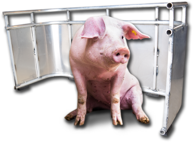 Pig Quarantine Clipart - Large Size Png Image - PikPng