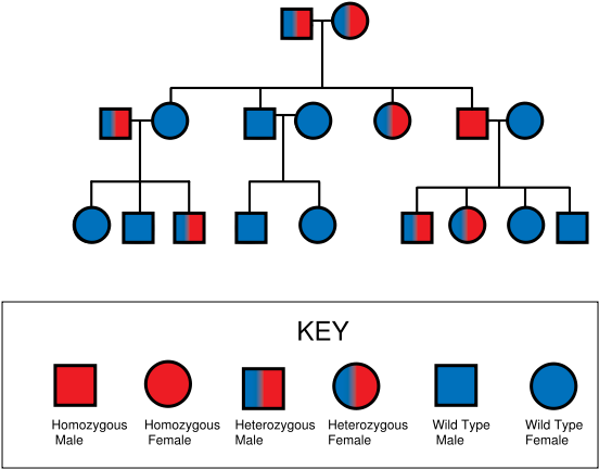 Genetic Pedigree Chart Clipart - Large Size Png Image - PikPng
