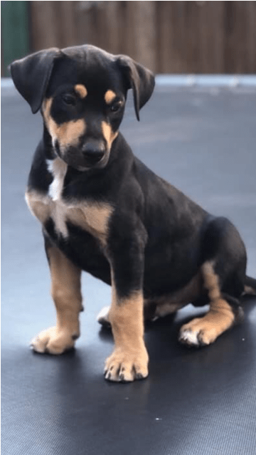 Photo Of Pumba - Companion Dog Clipart - Large Size Png Image - PikPng