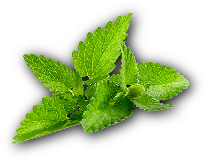 Toronto's Best - Nepeta Clipart - Large Size Png Image - PikPng