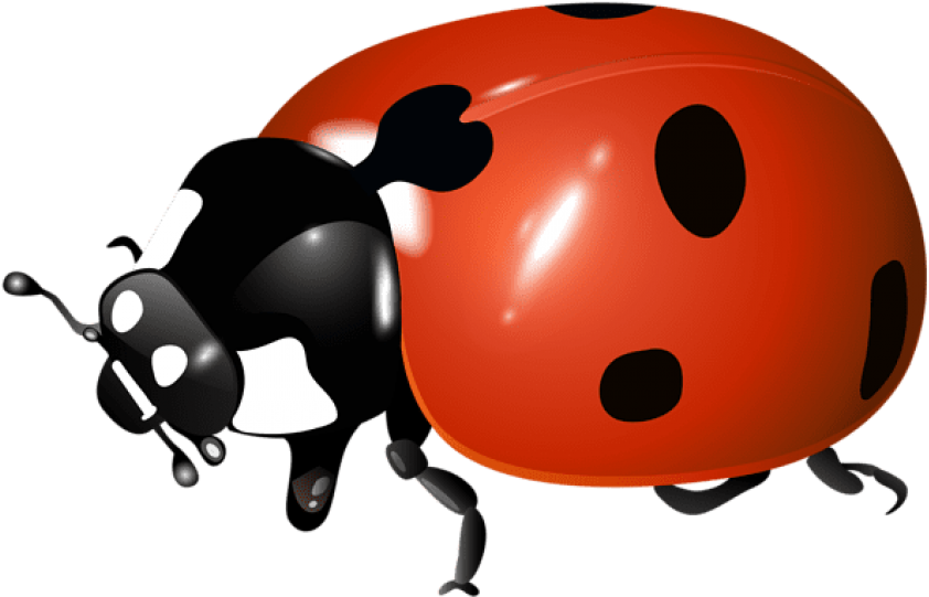 Download Ladybug Transparent Png Images Background Clipart - Large Size ...